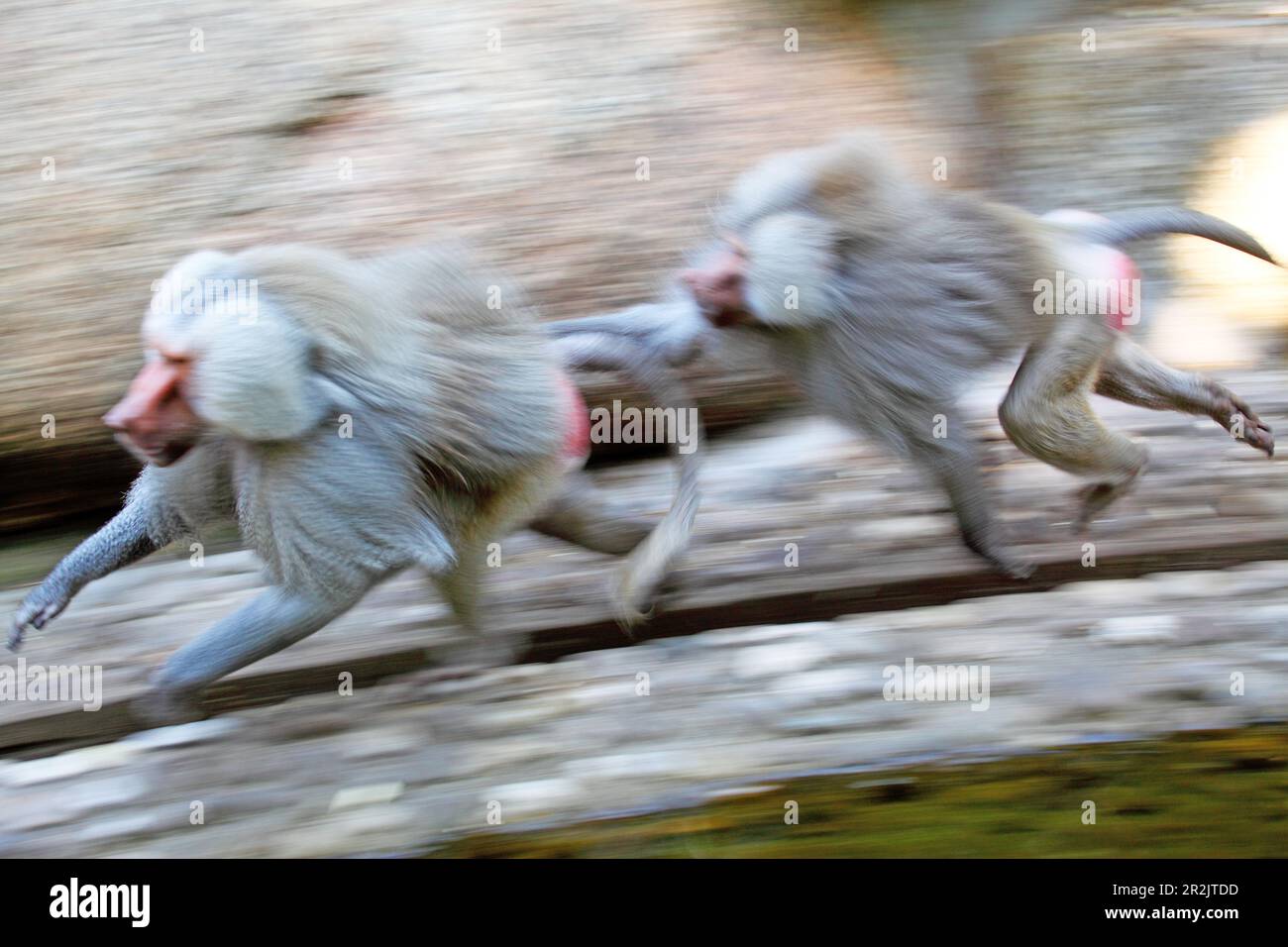 Baboons, Zoo, Tierpark Hellabrunn, Munich, Bavaria, Germany Stock Photo ...