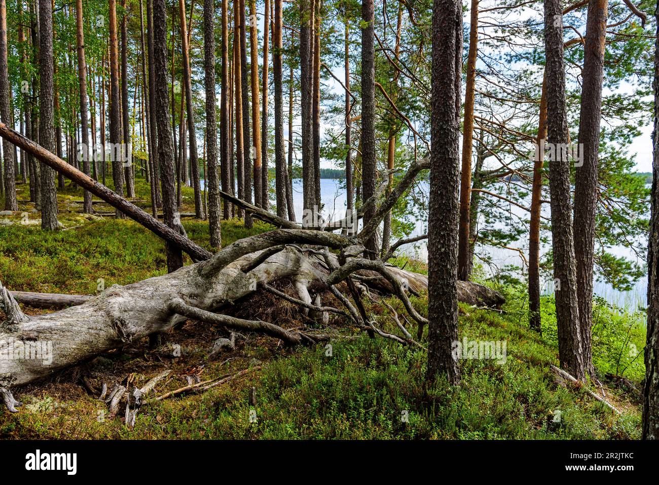 Dead tree in Patvinsuo National Park, Finland Stock Photo - Alamy
