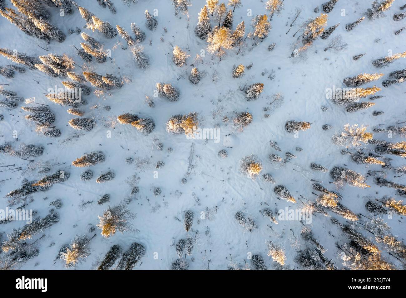 Siberian spruce trees, tree line, Lapland, Finland Stock Photo - Alamy