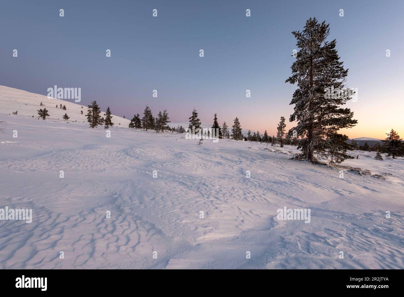 Tree line at Pallastunturi, sunset, Muonio, Lapland, Finland Stock ...