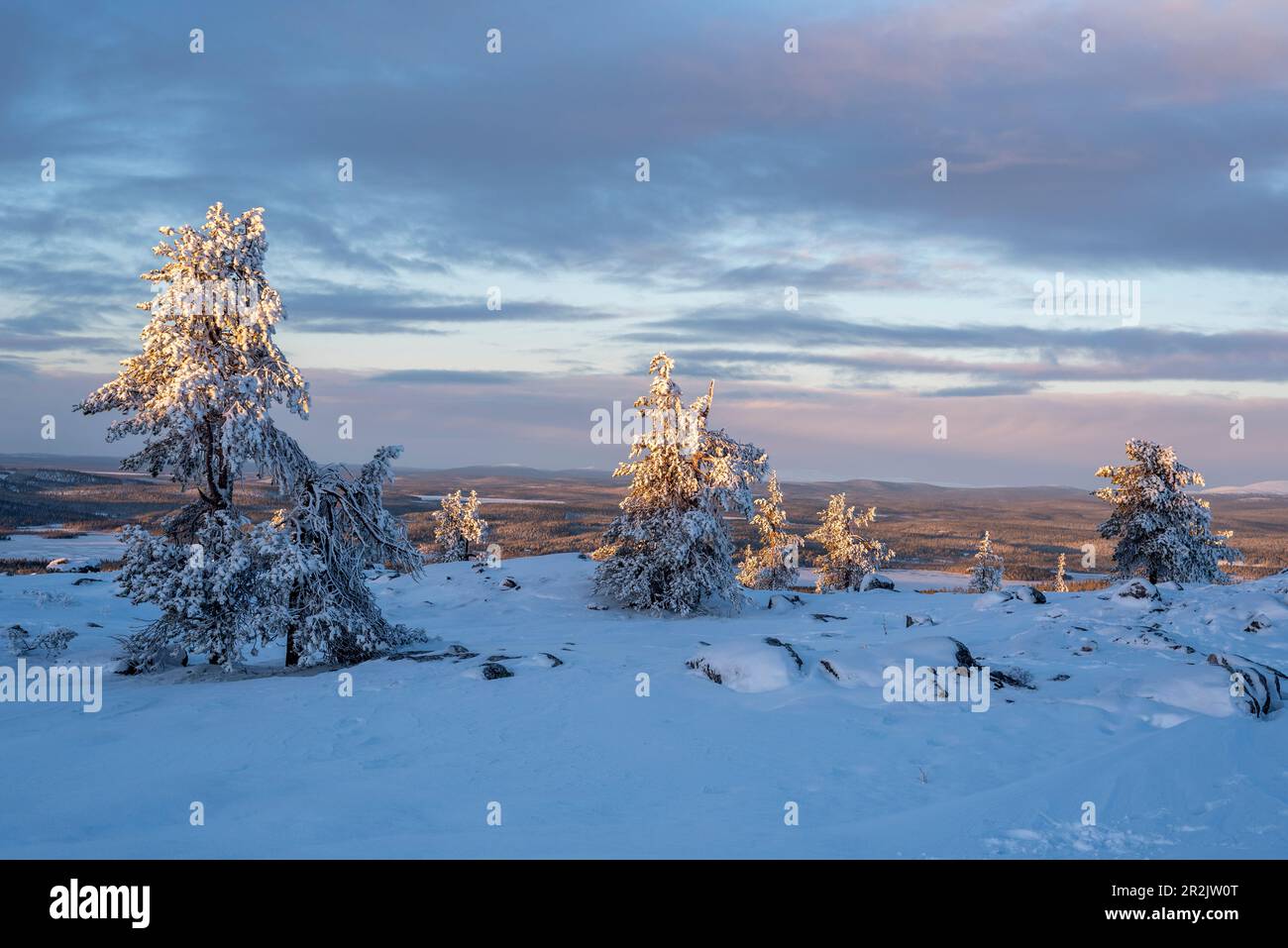 Icy conifers, tree line, Särkitunturi, Muonio, Lapland, Finland Stock ...