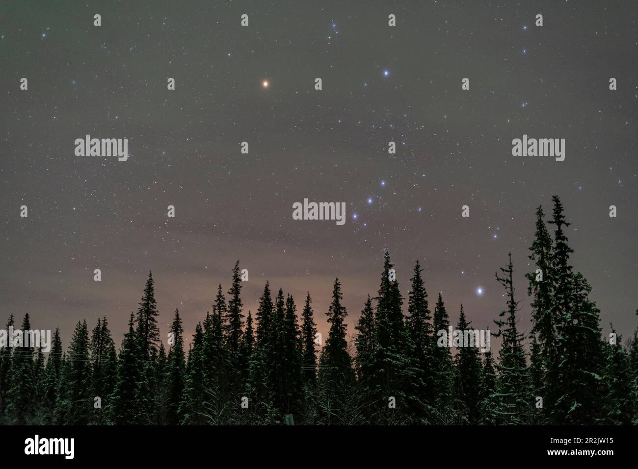 Siberian spruces hi-res stock photography and images - Alamy
