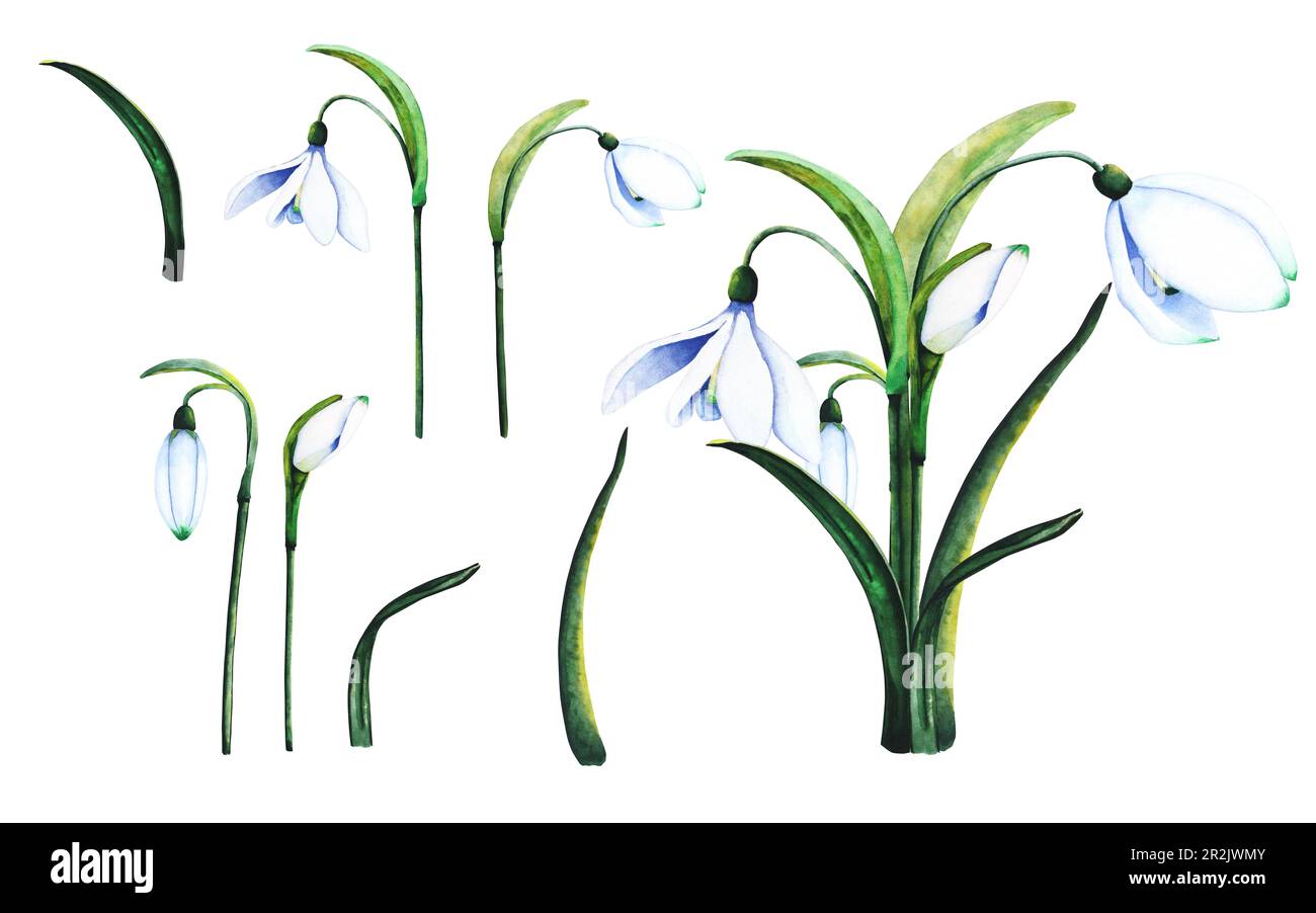 Watercolor snowdrops. Botanical illustration of flowers. Watercolor ...