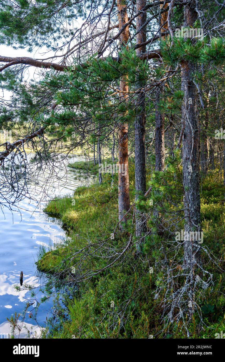Lake in Seitseminen National Park, Finland Stock Photo - Alamy