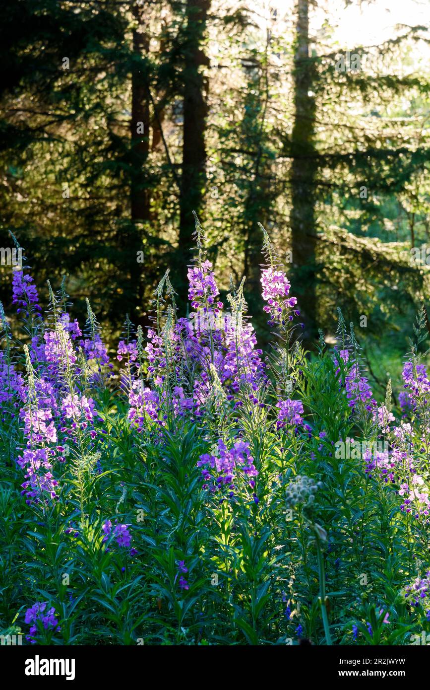 National flower of finland hi-res stock photography and images - Alamy