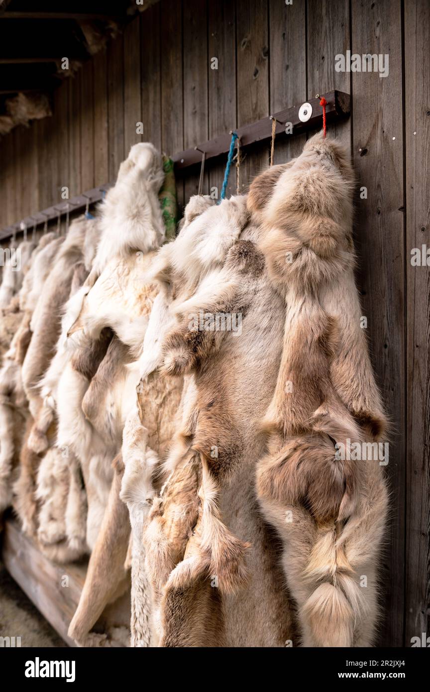 Norway reindeer skin hi-res stock photography and images - Alamy