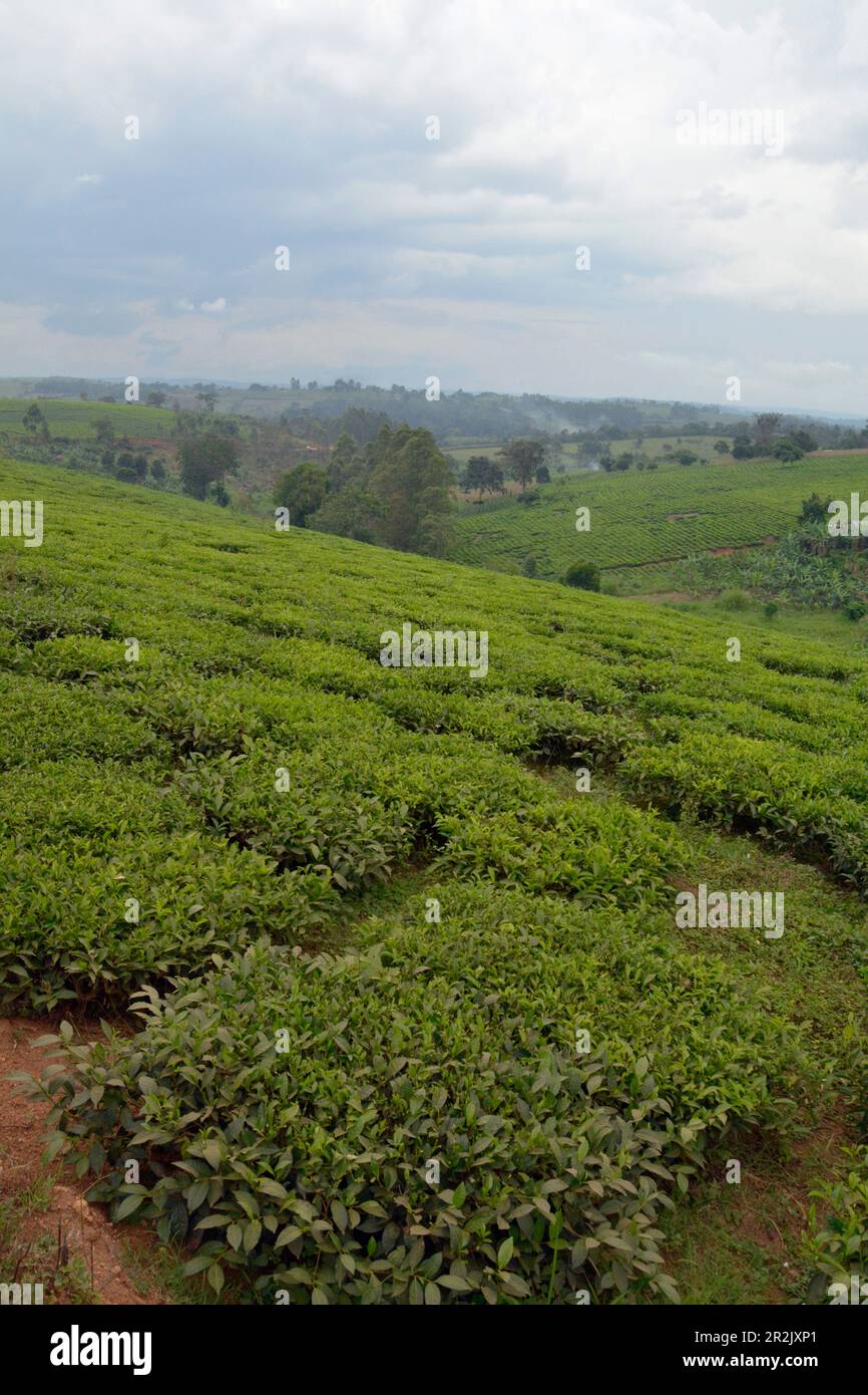 Uganda; Western Region; Tea plantations in the hilly landscape near ...
