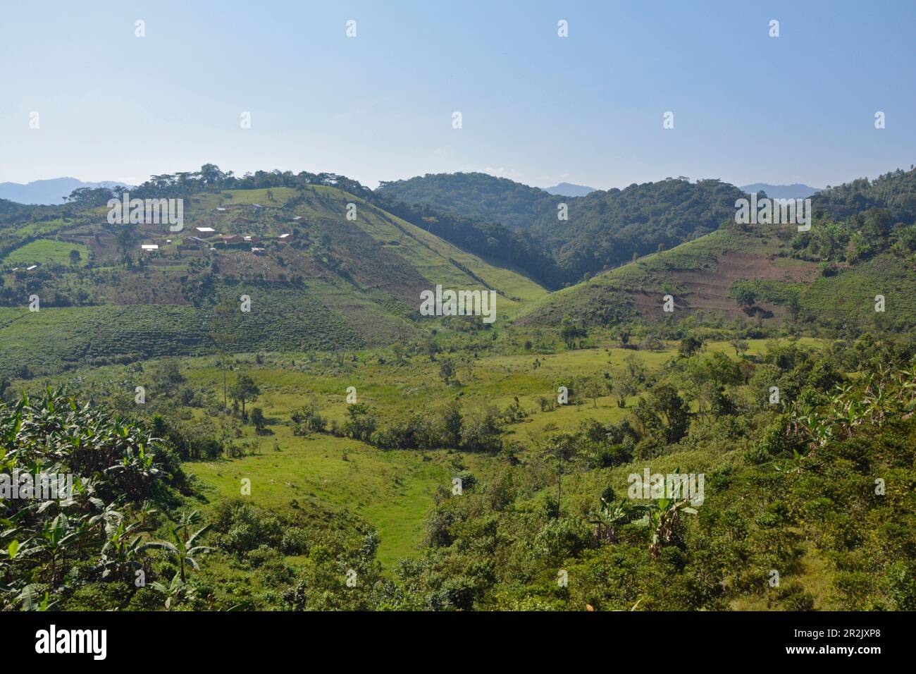 Uganda; Western Region; southern part; cultivated, green hilly ...