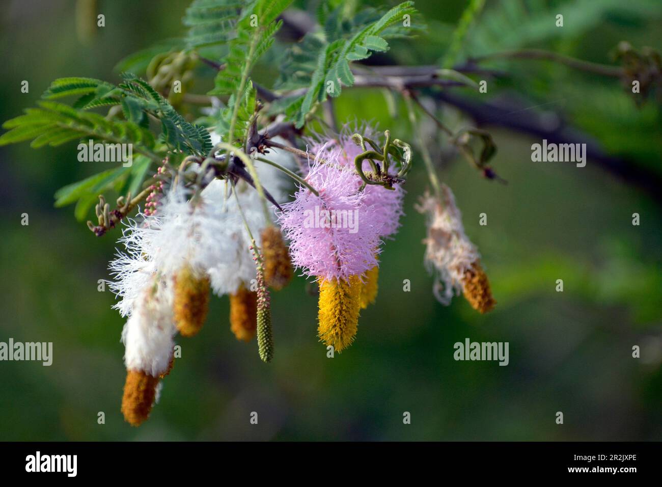 Uganda; Western Region; Queen Elizabeth National Park; white-yellow and ...