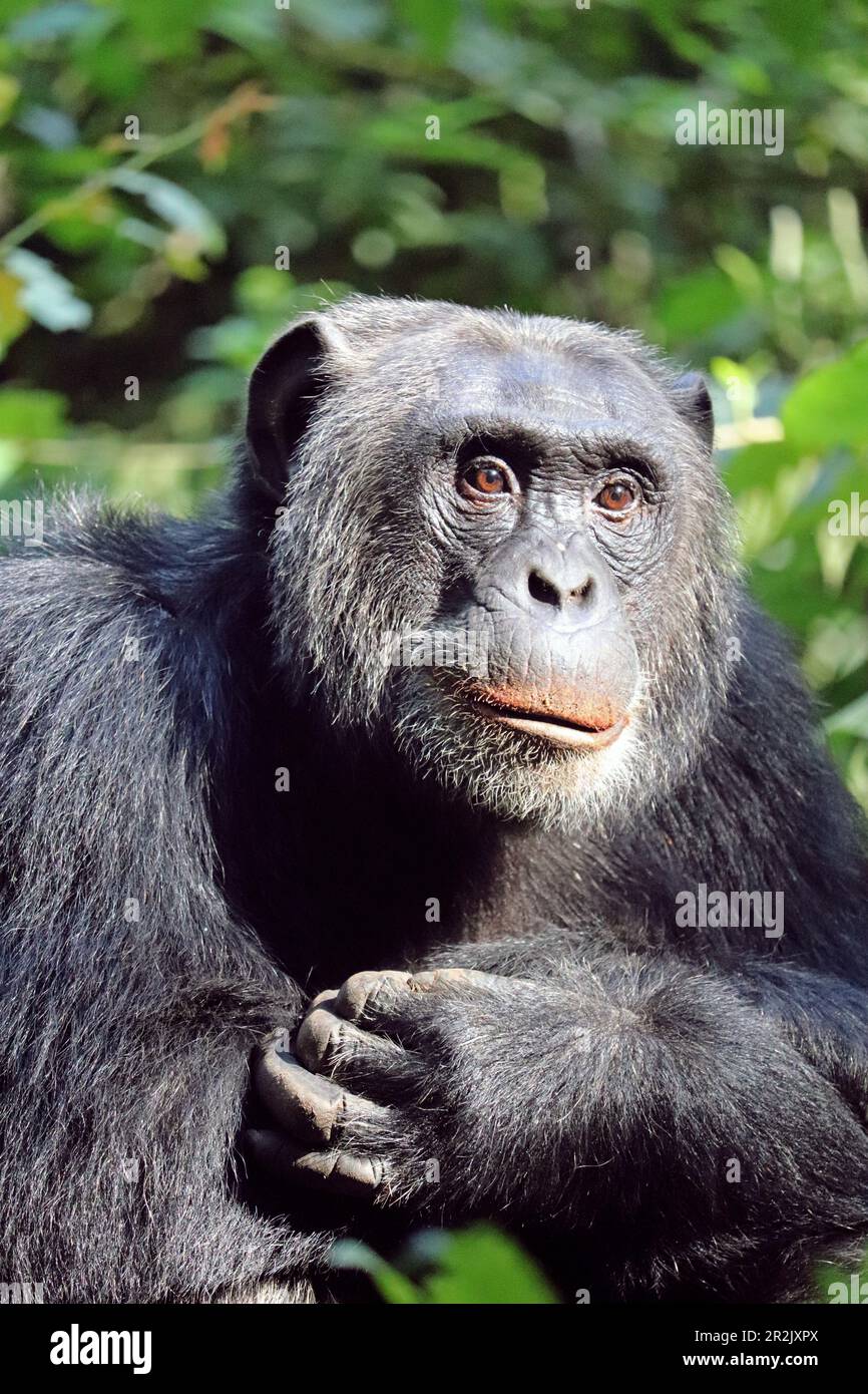 Uganda; Western Region; Kibale National Park; curious chimpanzee Stock ...