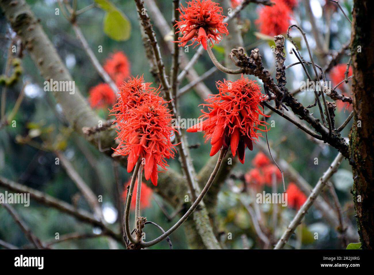 Uganda; Western Region; southwestern part; small island in Lake ...