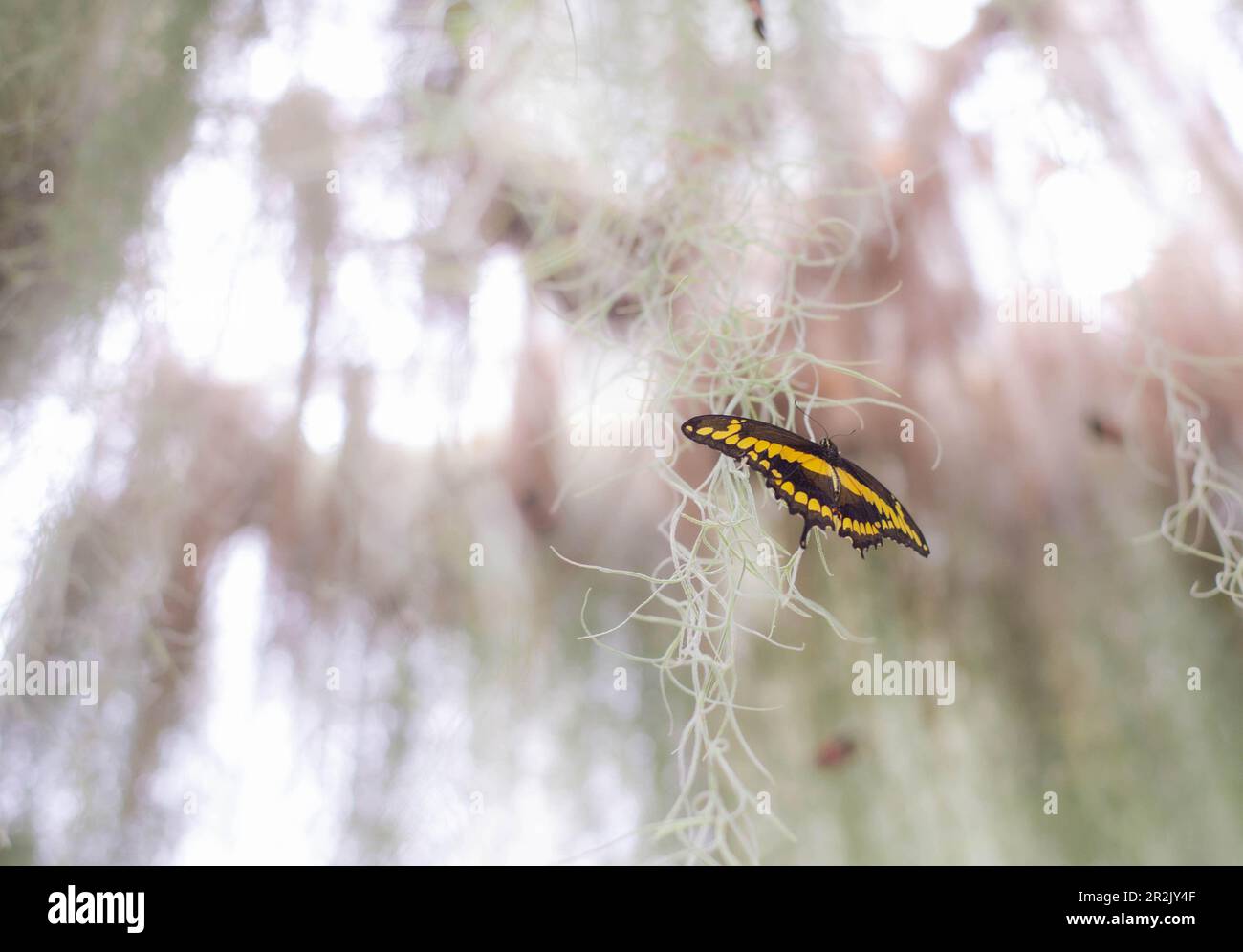 Eatern Tiger Swallowtail Butterfly - Papilio glaucus Stock Photo - Alamy