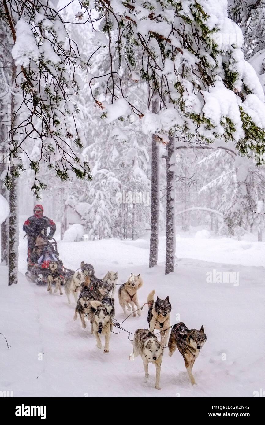 Small tours with sled dogs. Santa Claus Village, Arctic Circle ...
