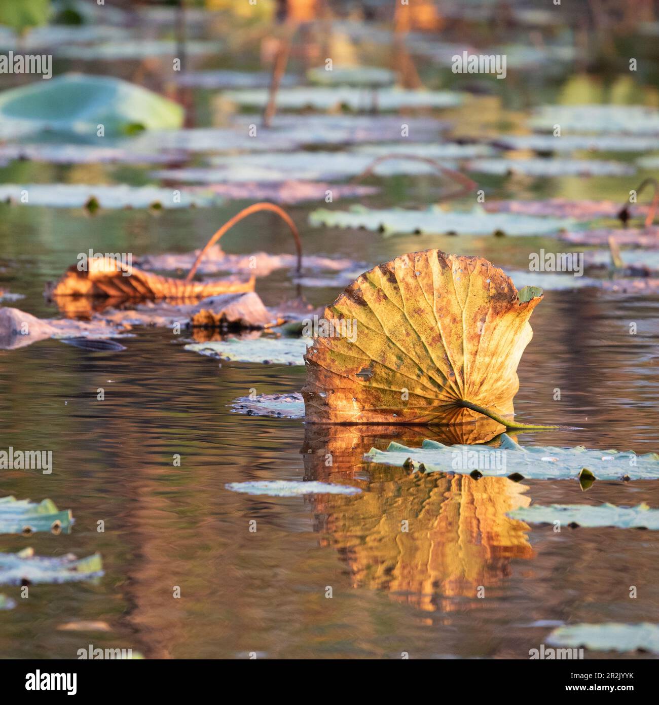 Water lily in a wetland in Northern Territory Australia Stock Photo - Alamy
