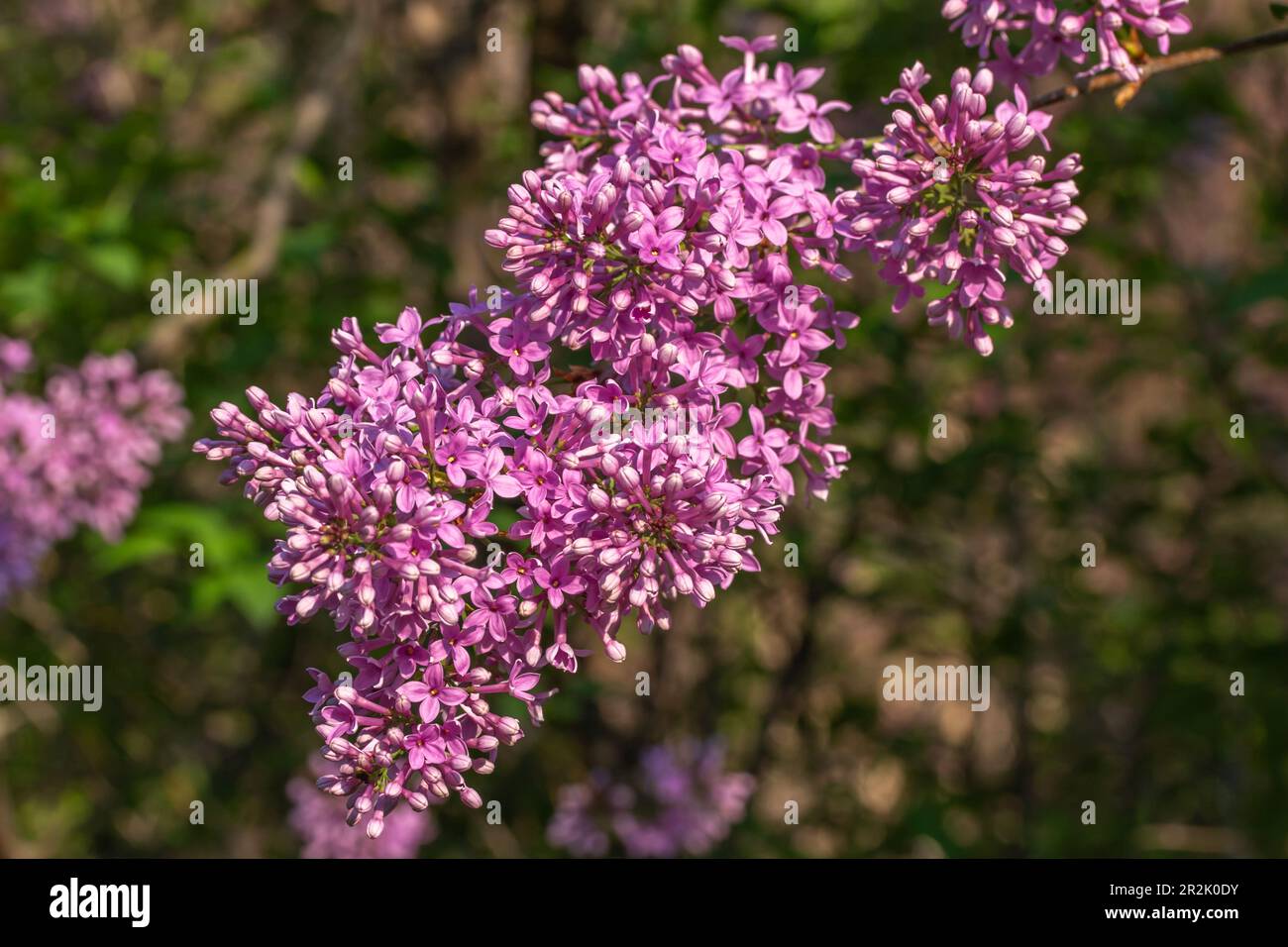 Macro texture background of blooming Chinese lilac (syringa chinensis ...