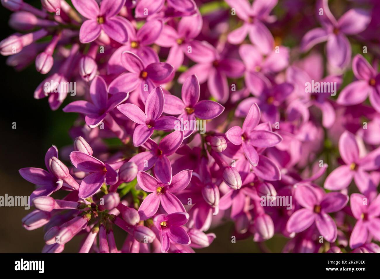 Macro texture background of blooming Chinese lilac (syringa chinensis ...