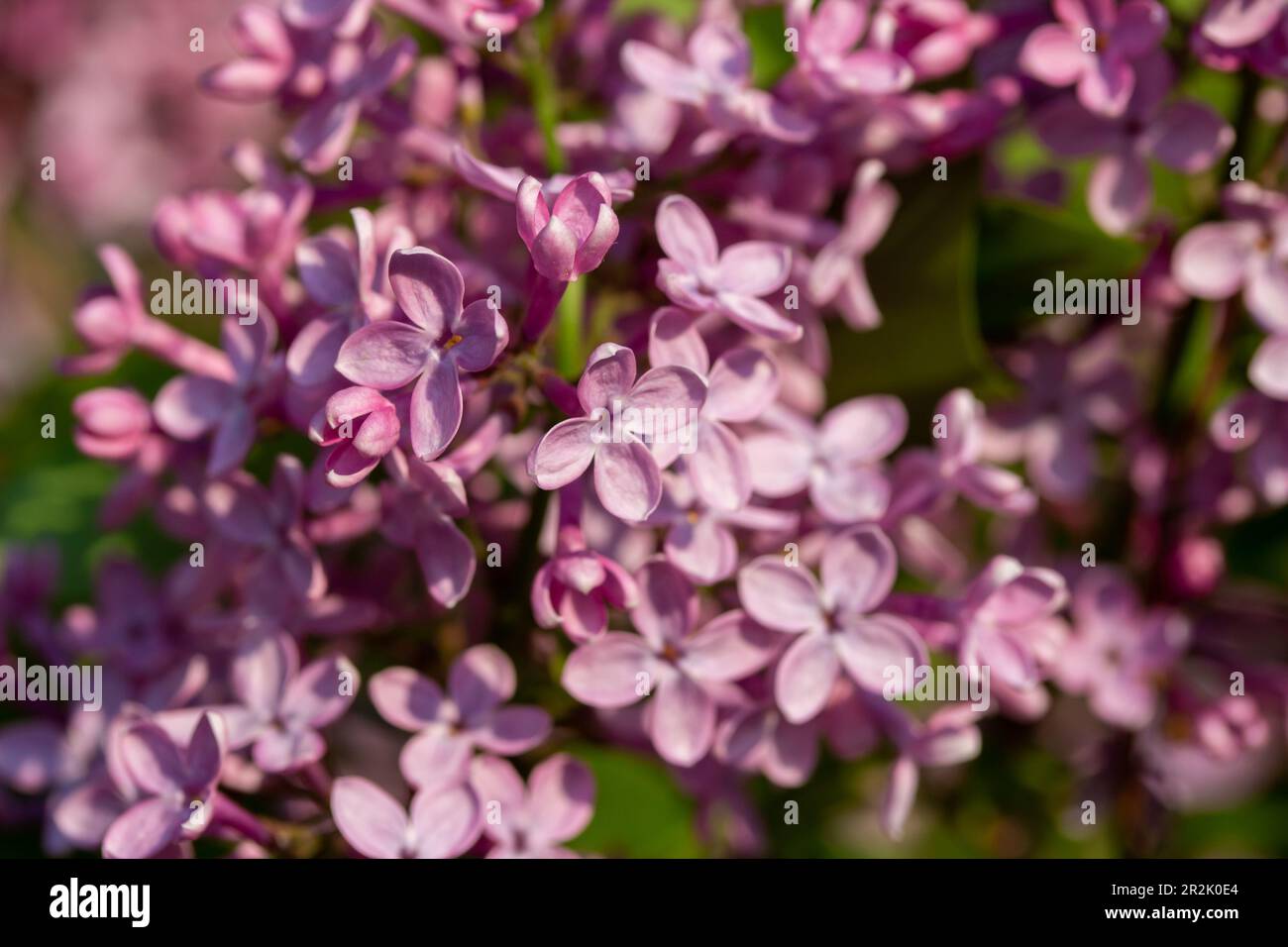 Macro texture background of blooming Chinese lilac (syringa chinensis ...