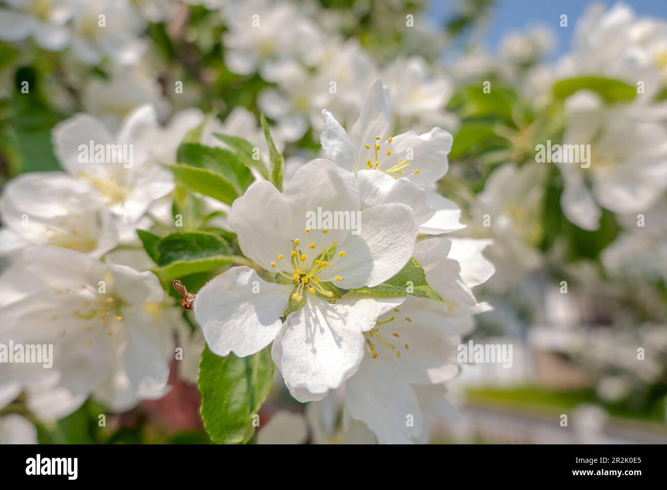 Ornamental apple evereste hi-res stock photography and images - Alamy