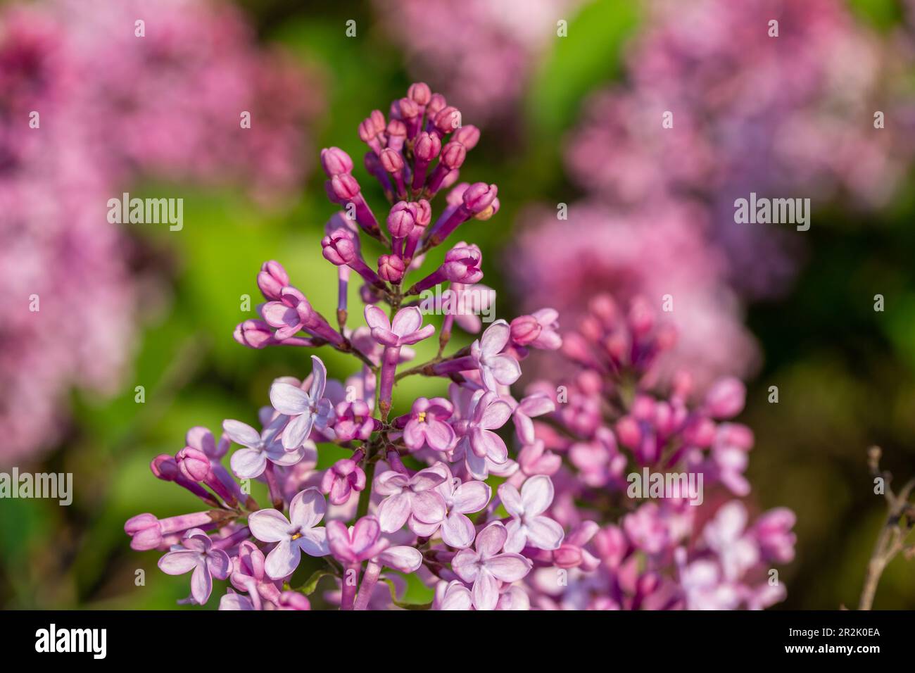 Macro texture background of blooming Persian lilac (syringa persica ...
