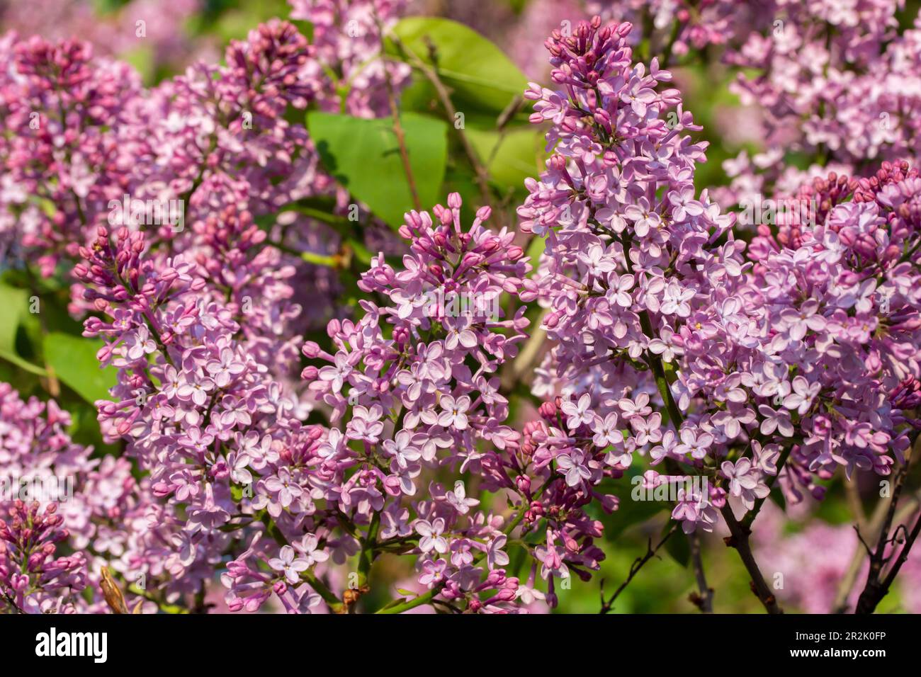 Macro texture background of blooming Persian lilac (syringa persica ...