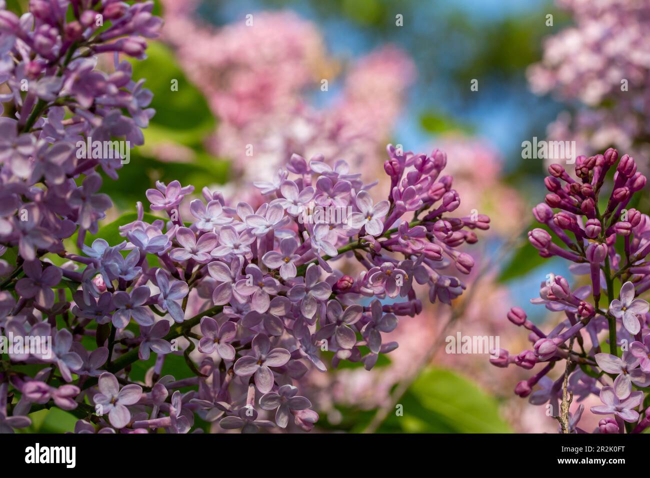Macro texture background of blooming Persian lilac (syringa persica ...