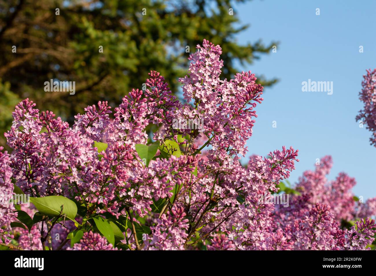 Macro texture background of blooming Persian lilac (syringa persica ...