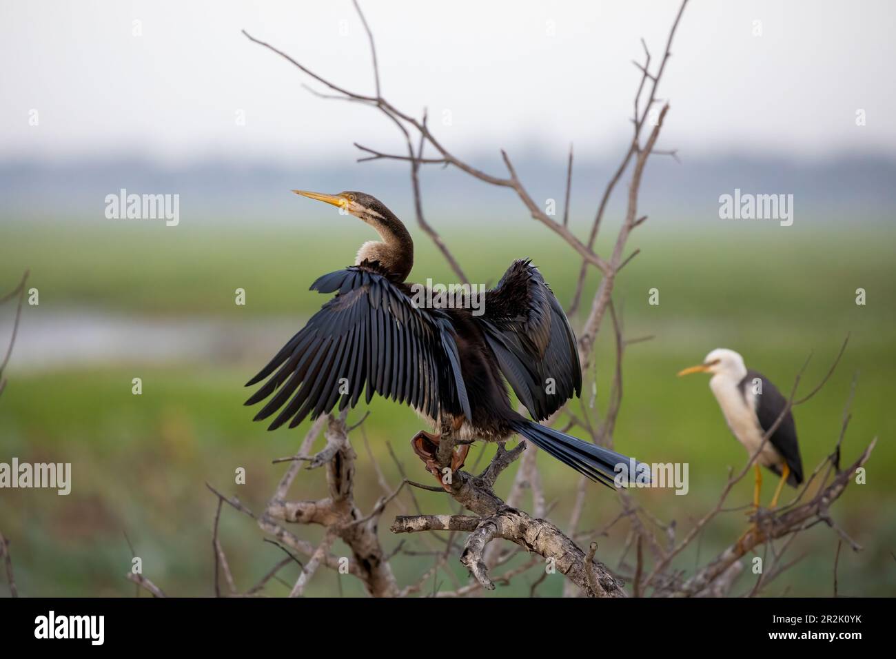 Australasian Darter (Anhinga Novaehollandiae sitting on a tree branch ...