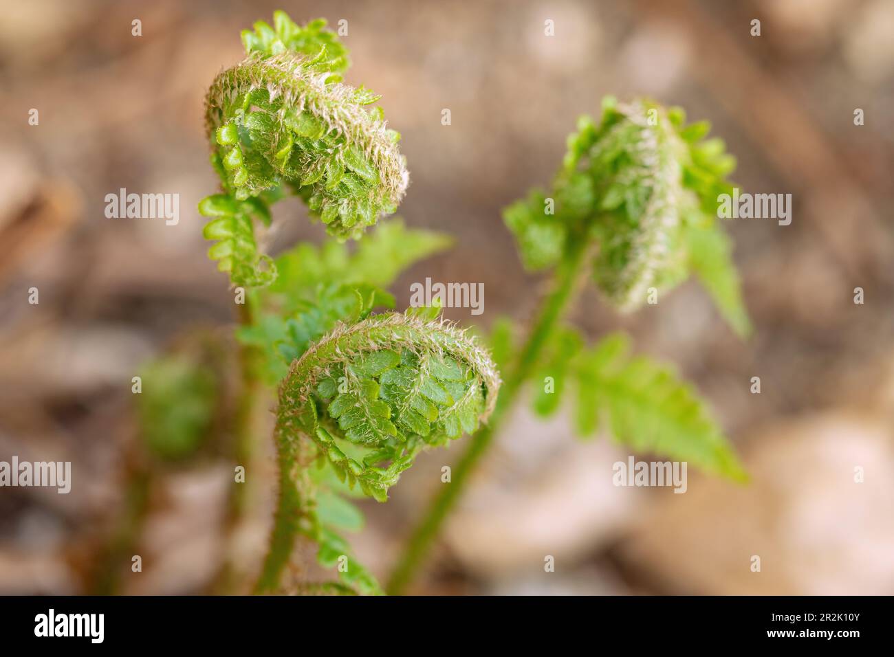 True fern, Polypodiopsida, with curled leaves about to unfold Stock ...
