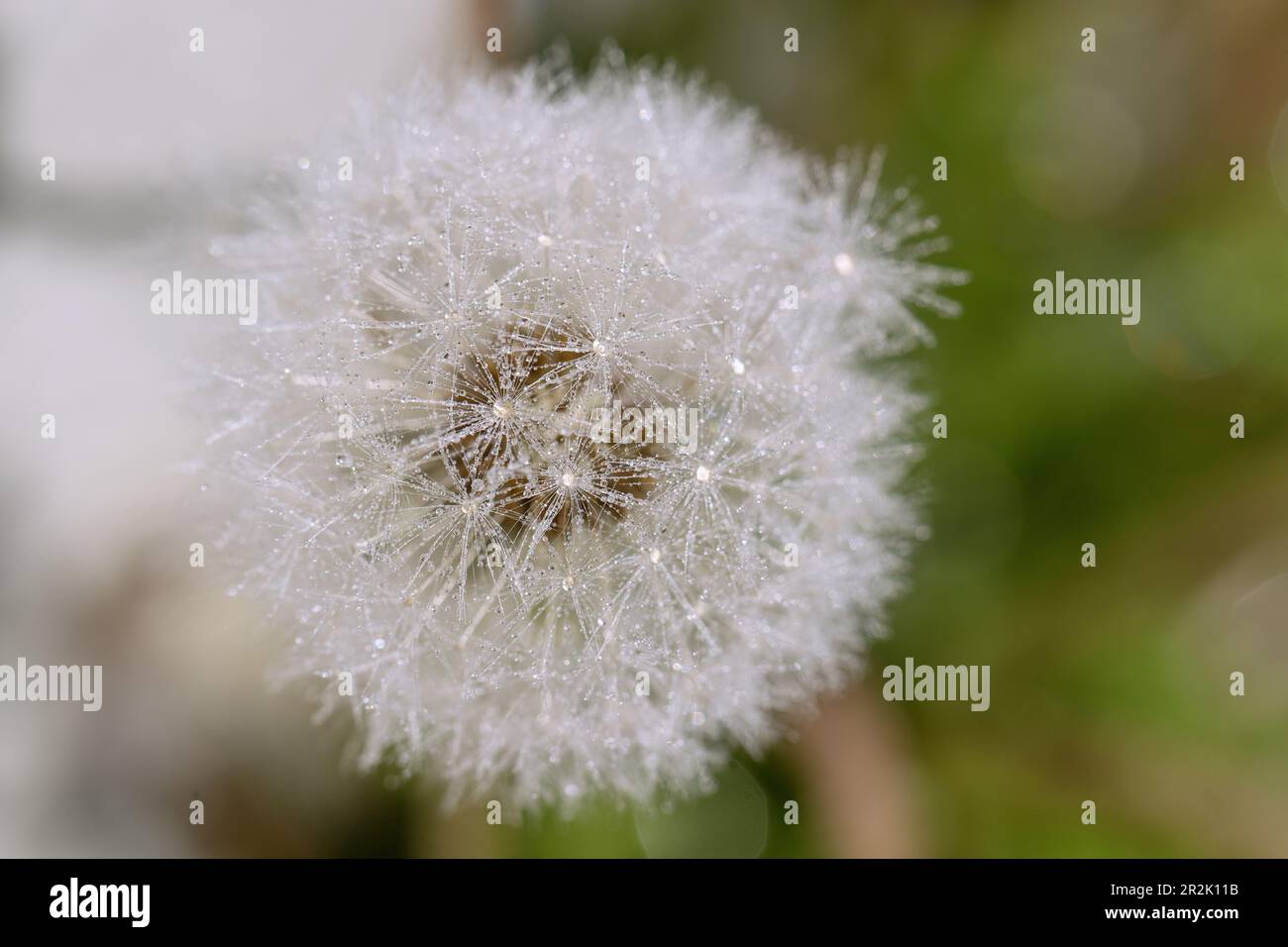 Common dandelion, blowball in the rain Stock Photo - Alamy
