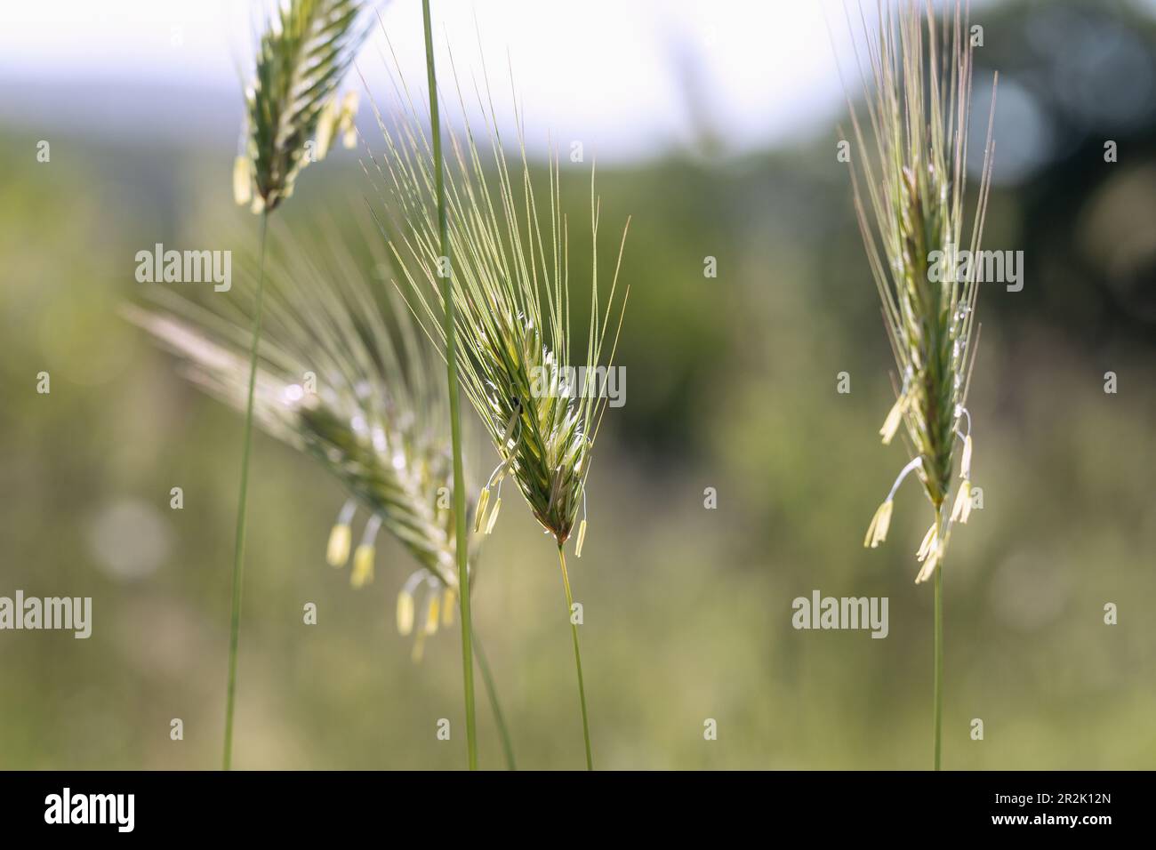 Rye pollen hi-res stock photography and images - Alamy