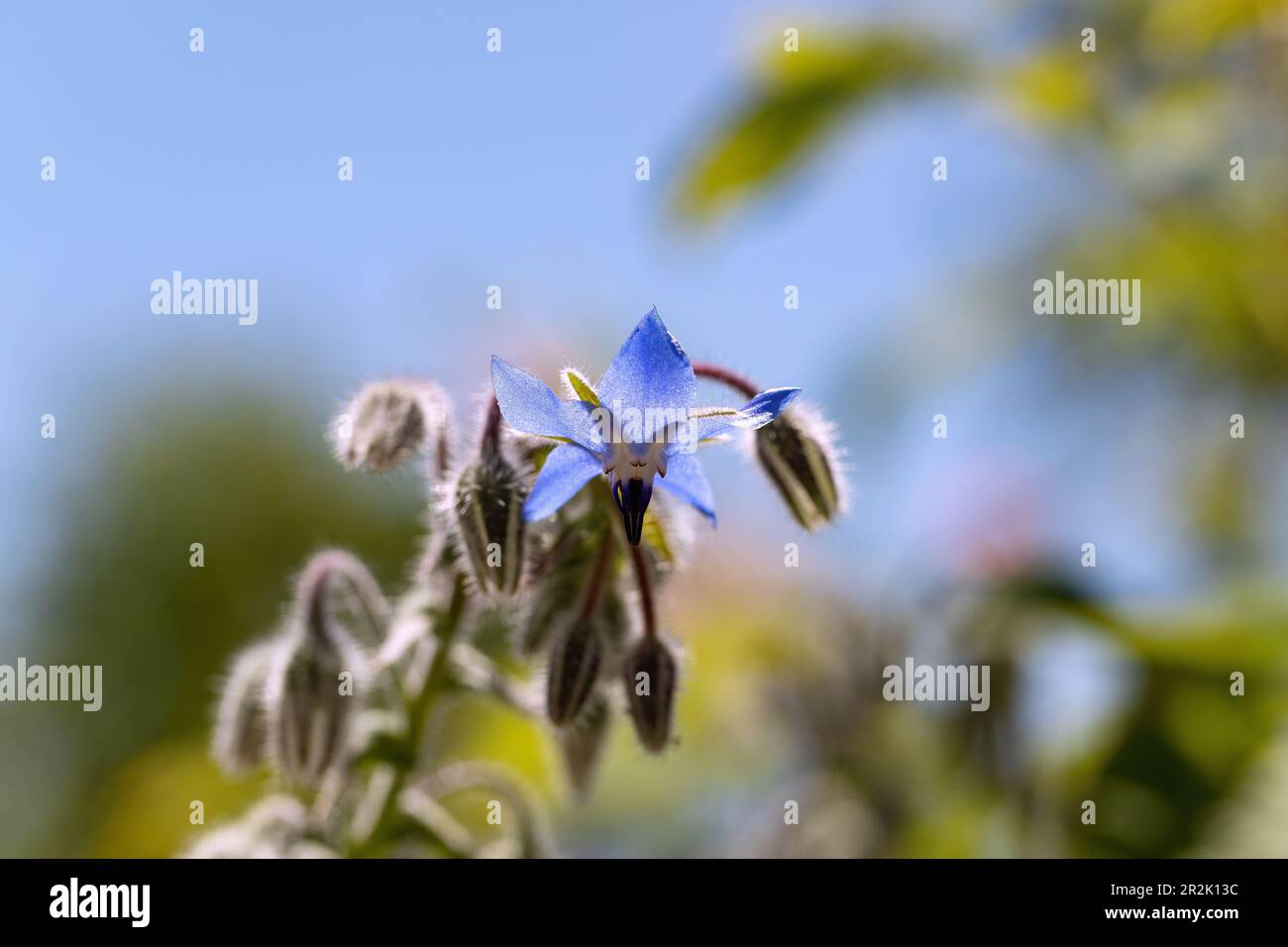 Borage, Borago officinalis, flower Stock Photo - Alamy