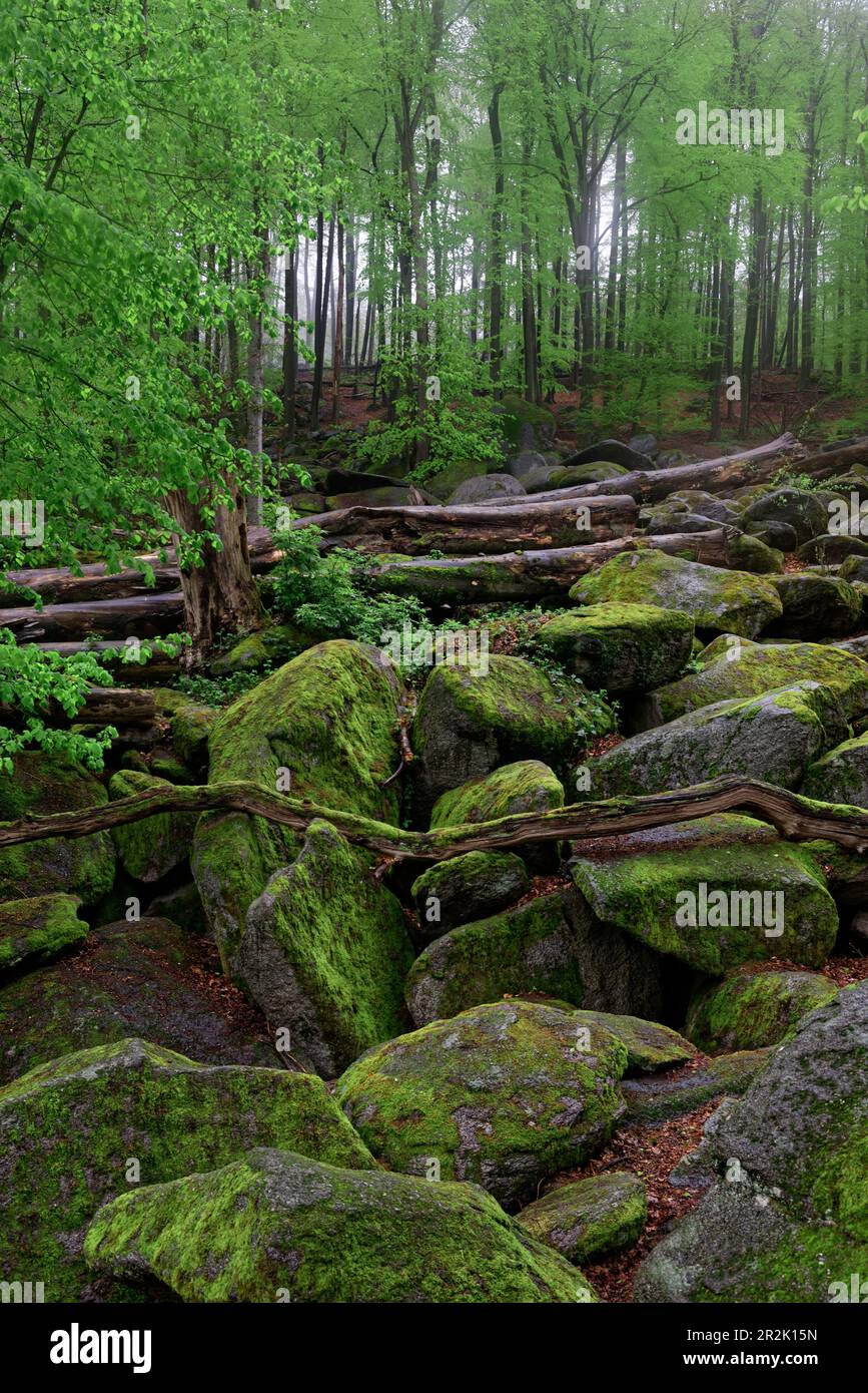 In the upper part of the Felsenmeer, Lautertal, Odenwald, Hesse ...