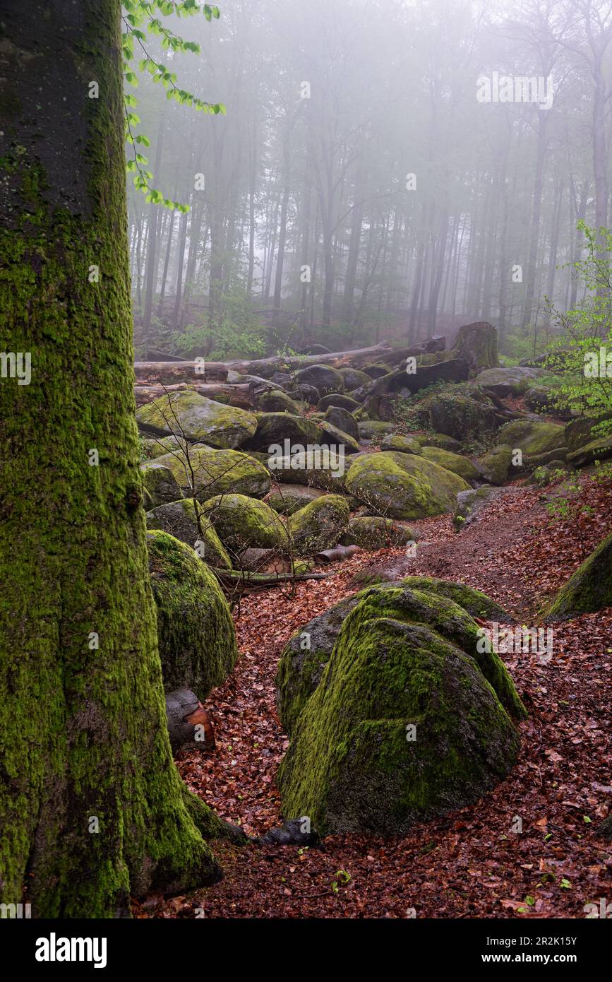 The myth of the giant loach and rock stool lives on. Felsenmeer ...