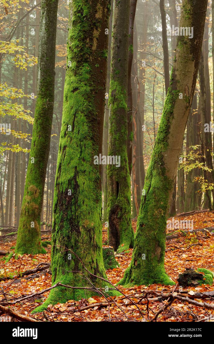 Beech forests in the Hochspessart, Rohrberg nature reserve, Bavaria ...