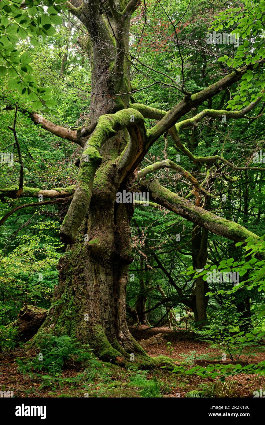 Primeval forest of sababurg hi-res stock photography and images - Alamy