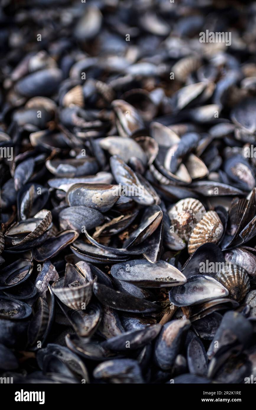 Empty conch shells on the beach, Lost Place, abandoned settlement ...