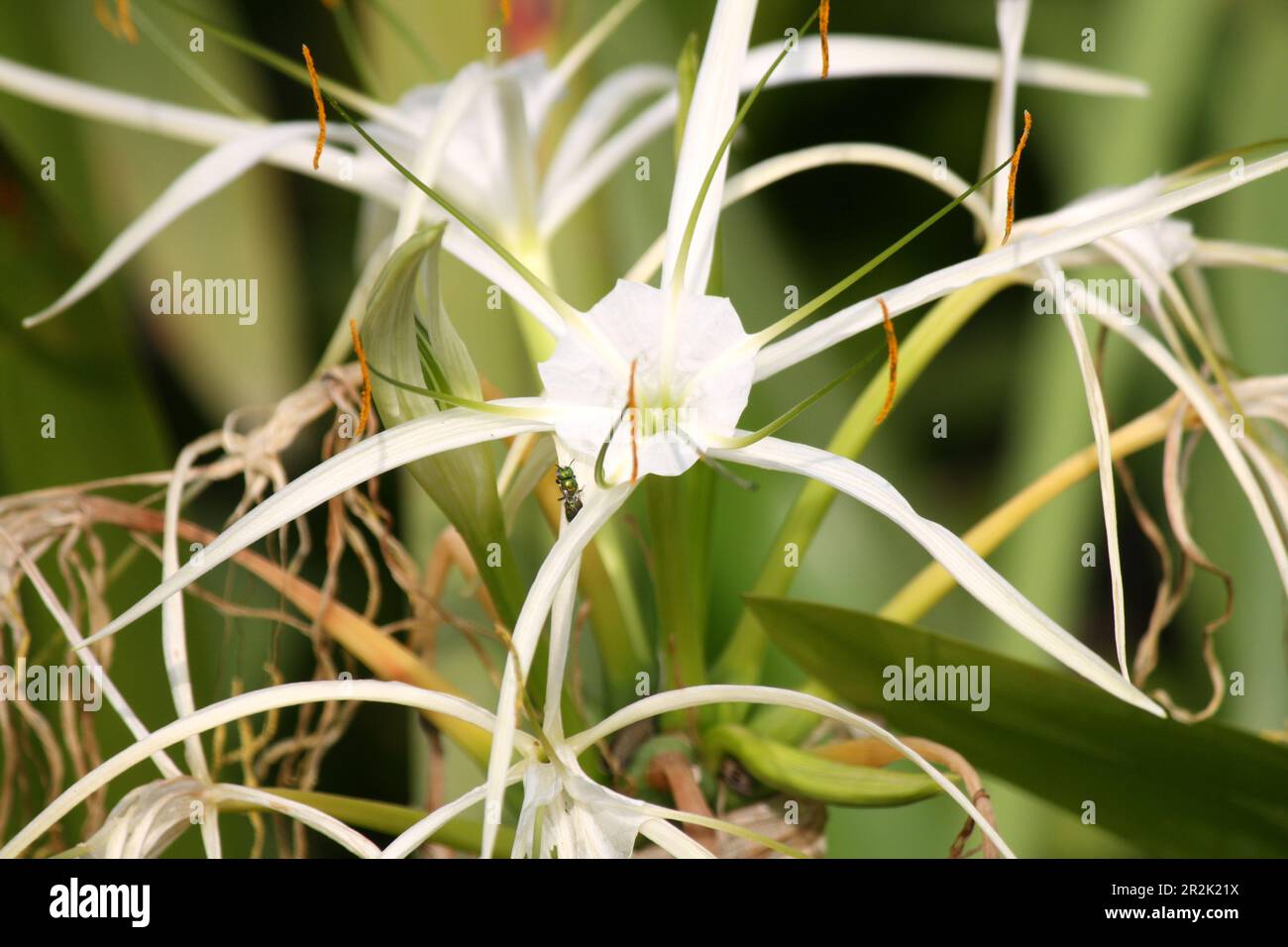 Spider lily (Crinum asiaticum) in bloom in a garden : (pix Sanjiv ...