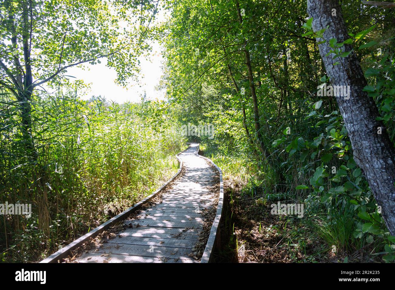 Lahinja Landscape Park near Veliki Nerajec, Nerajski Lugi, Boardwalk ...