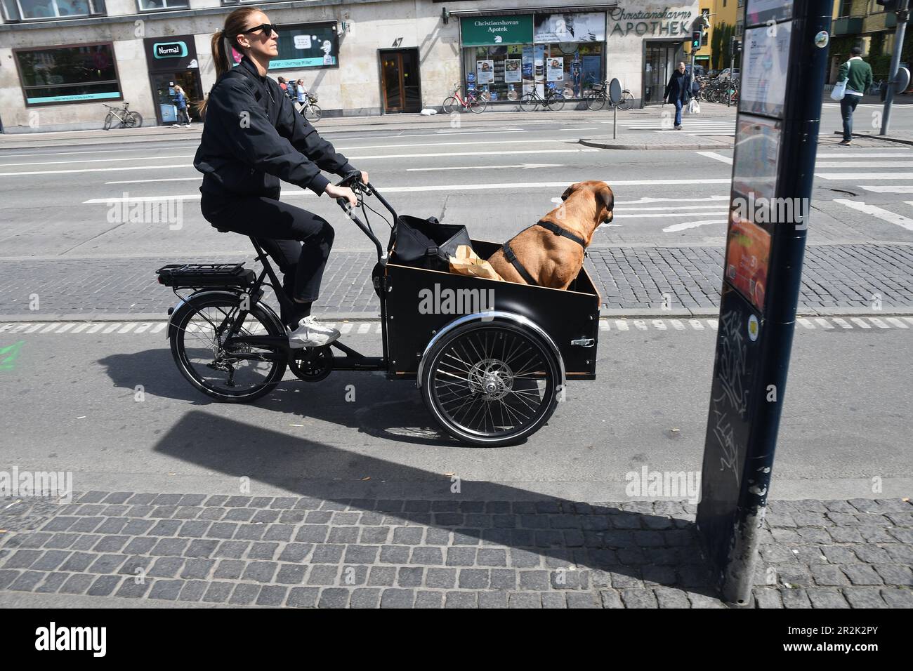 May 19 2023/ Biker transports huge dog by three wheel bike capital ...