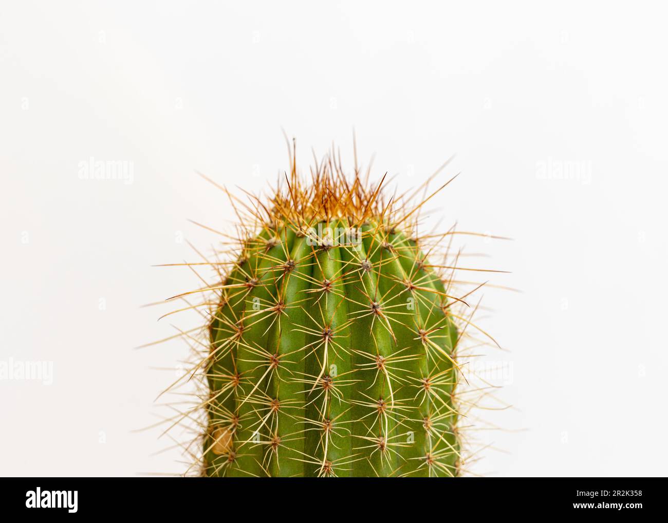 Echinopsis spachiana torch cactus or golden column cactus closeup view ...