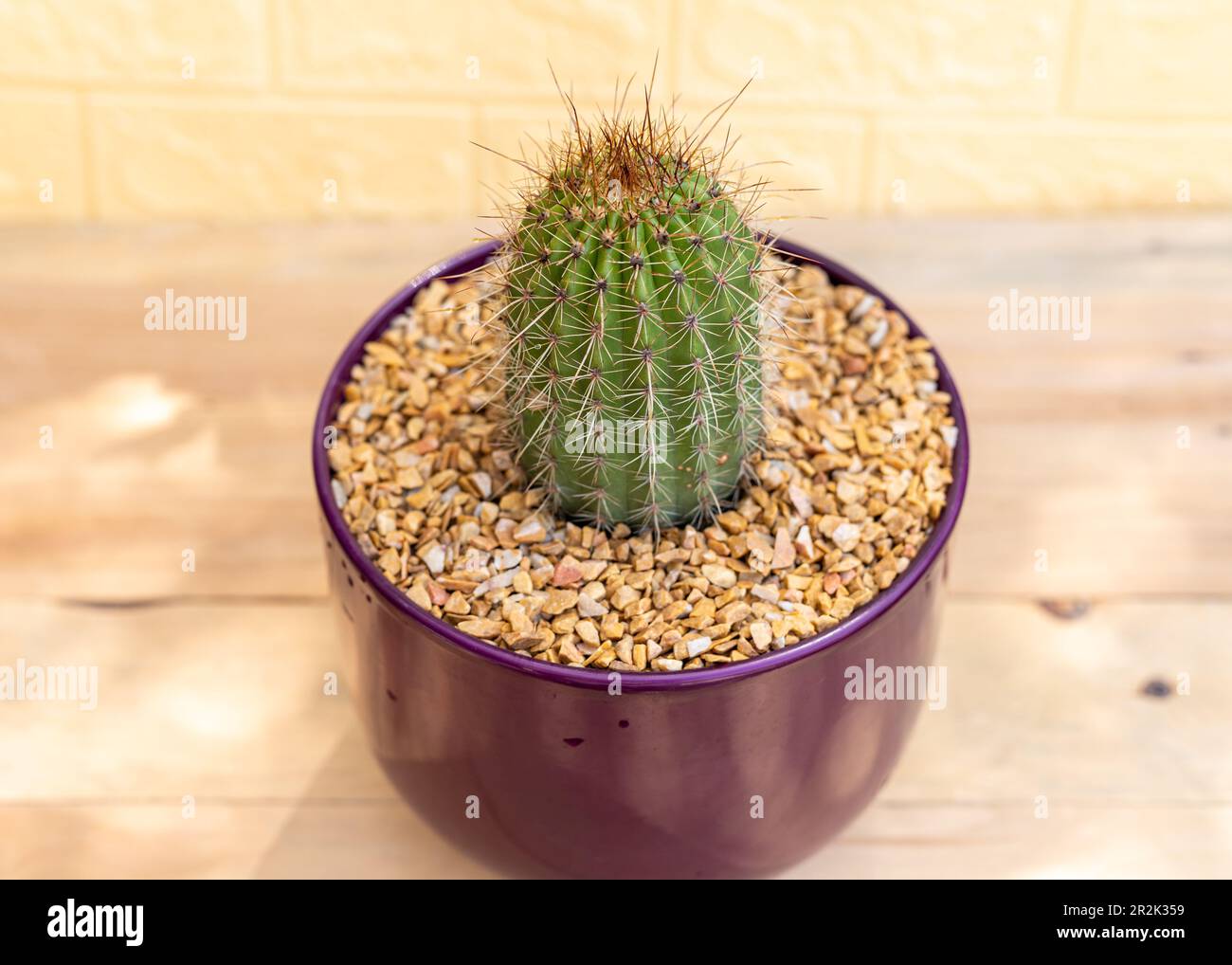 Echinopsis spachiana golden torch cactus in a purple ceramic pot Stock ...