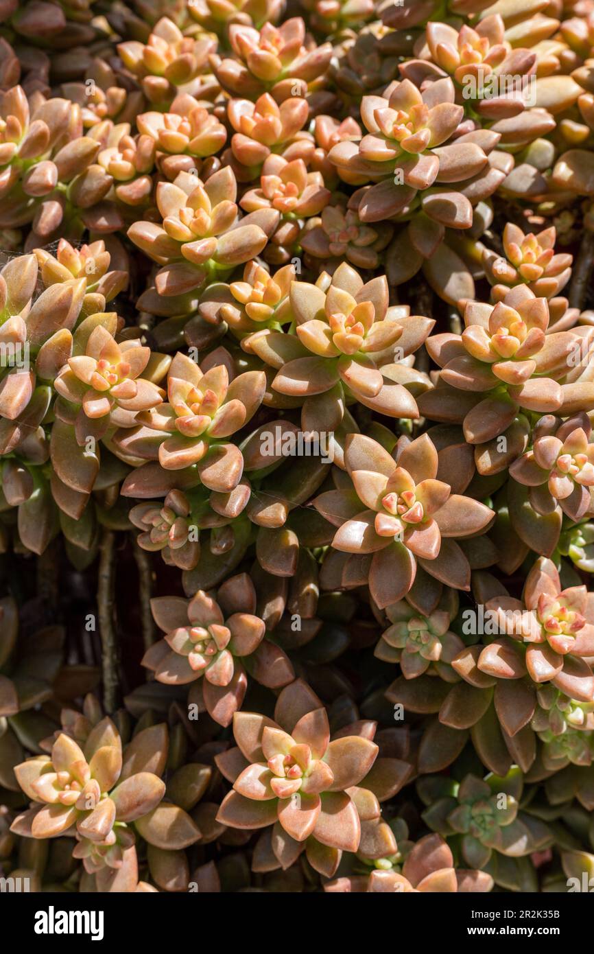 Sedum bronze delight hi-res stock photography and images - Alamy