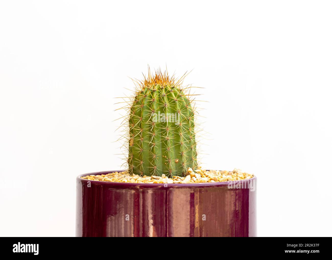 Echinopsis spachiana golden column cactus in a pot on isolated white ...