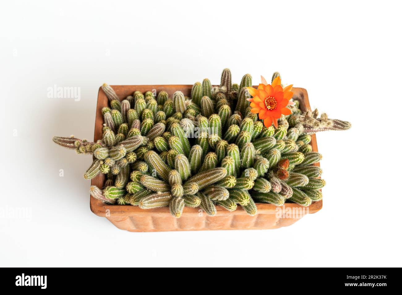 Echinopsis chamaecereus blooming peanut cactus on isolated white ...