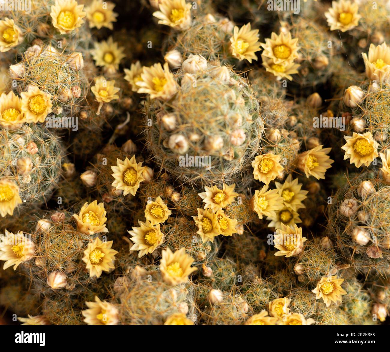 Mammillaria prolifera with yellow flowers closeup view Stock Photo - Alamy