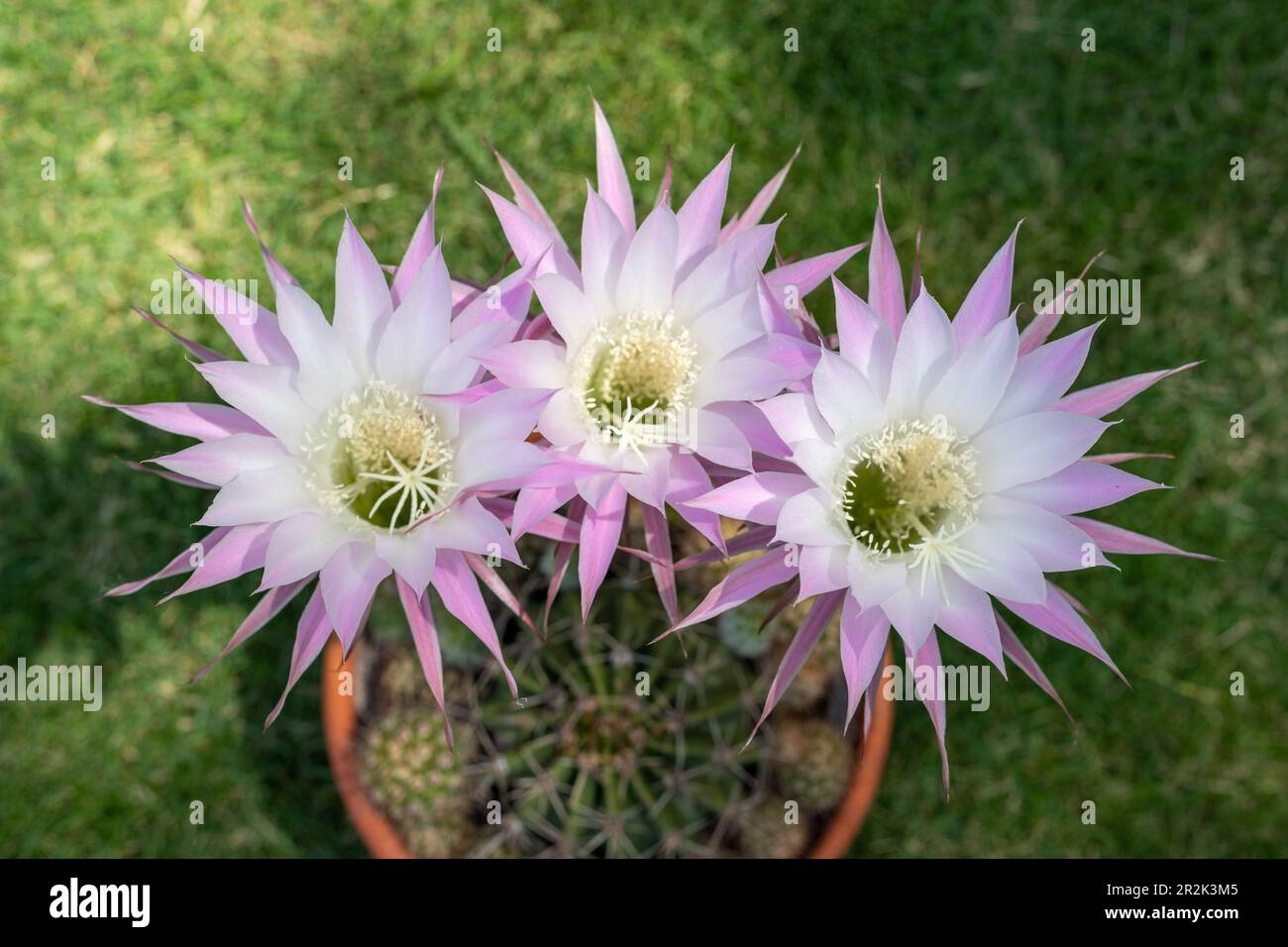 Beautiful flowers of echinopsis hybrid cactus closeup view Stock Photo ...