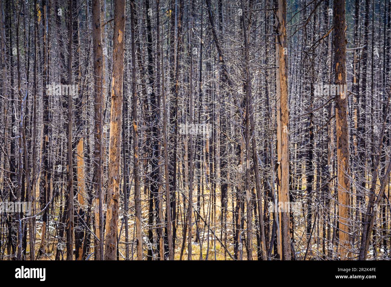 Zone of death yellowstone hi-res stock photography and images - Alamy