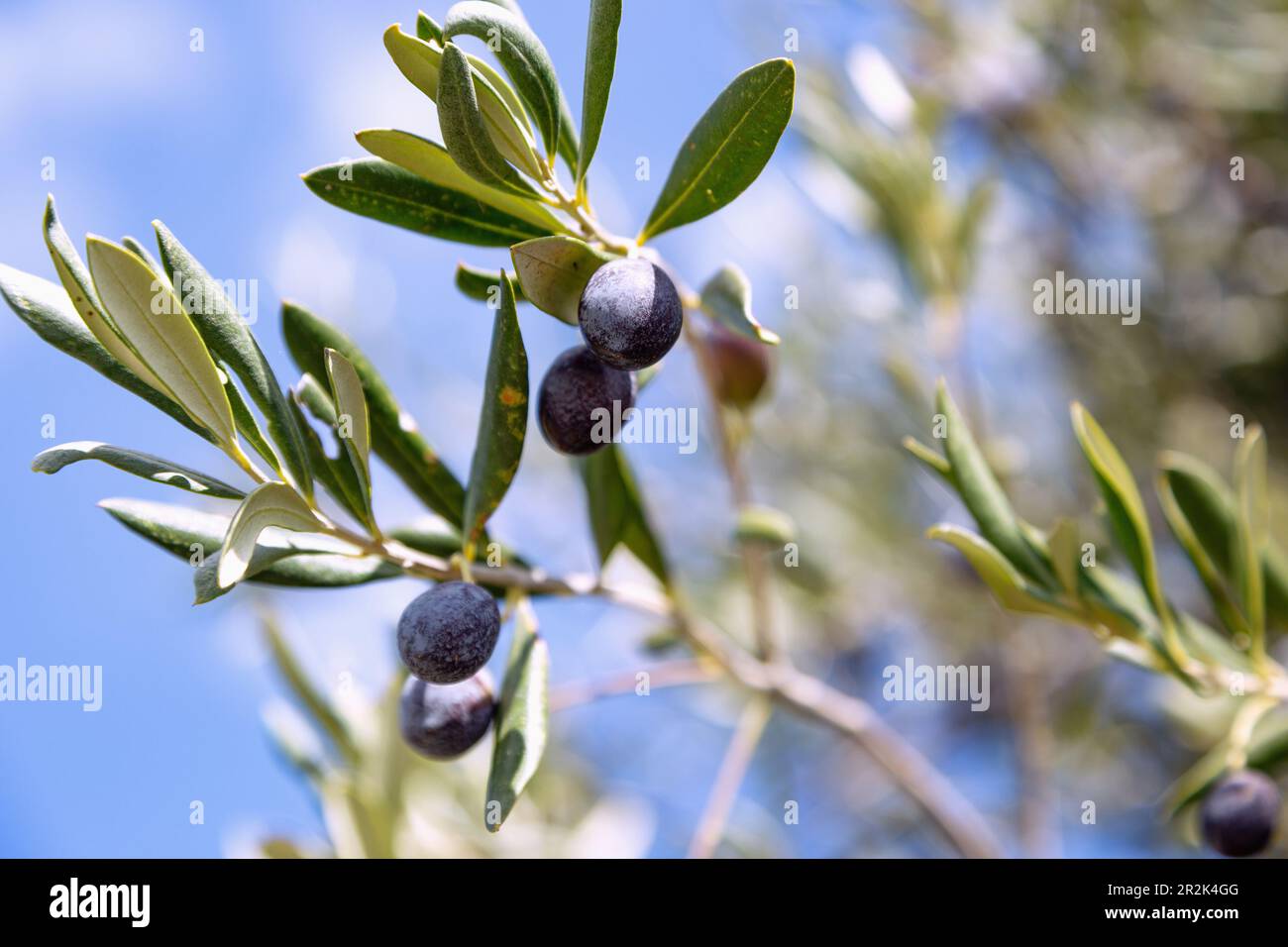 black olives, olive tree Stock Photo - Alamy