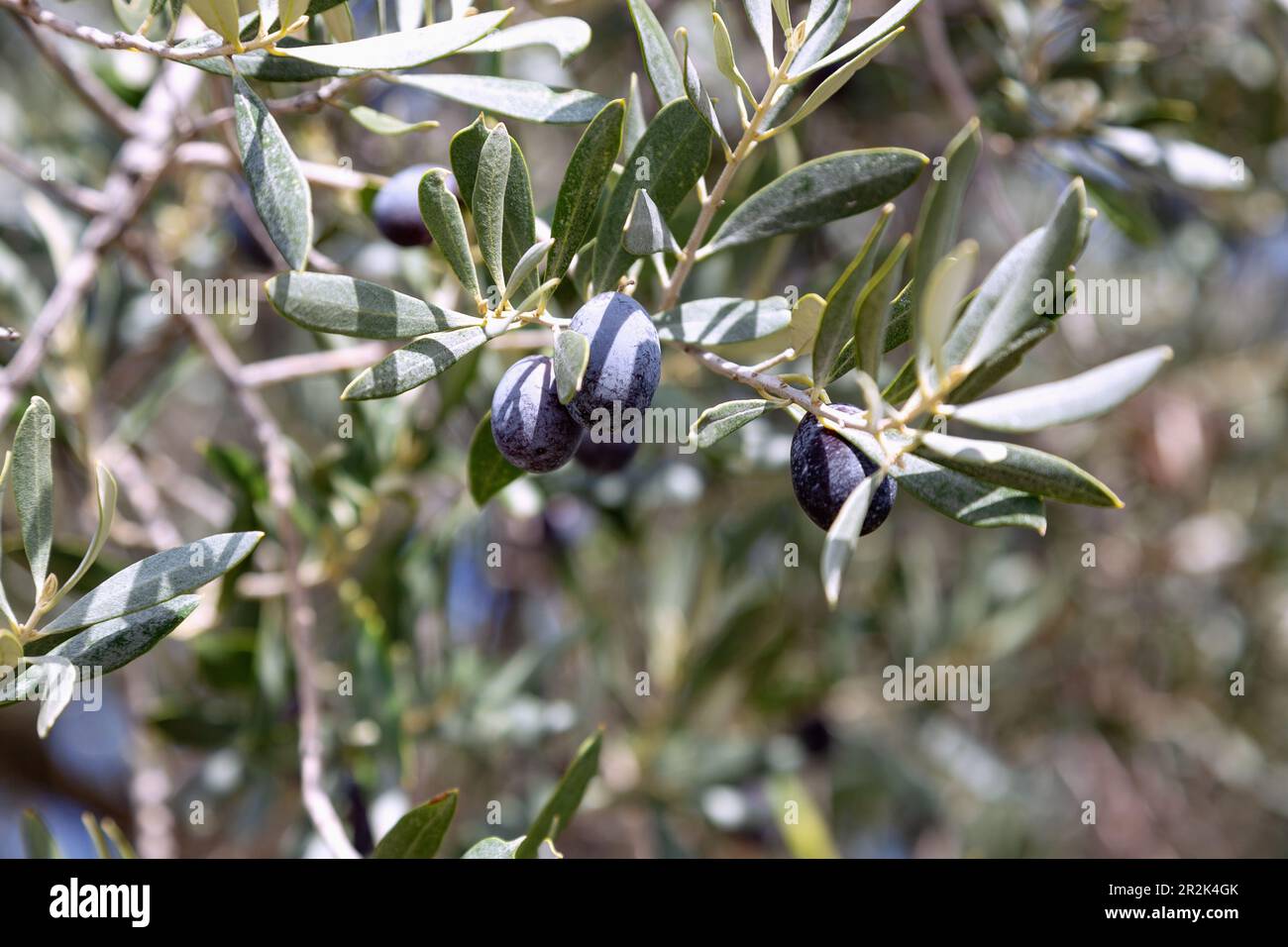 black olives, olive tree Stock Photo - Alamy