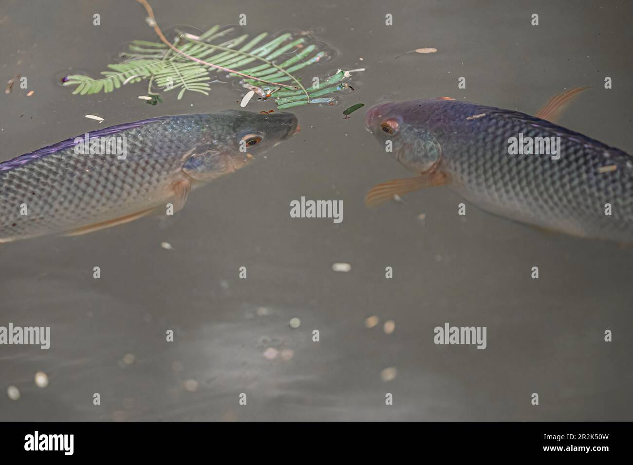 Fish in a tank mouth open hi-res stock photography and images - Alamy